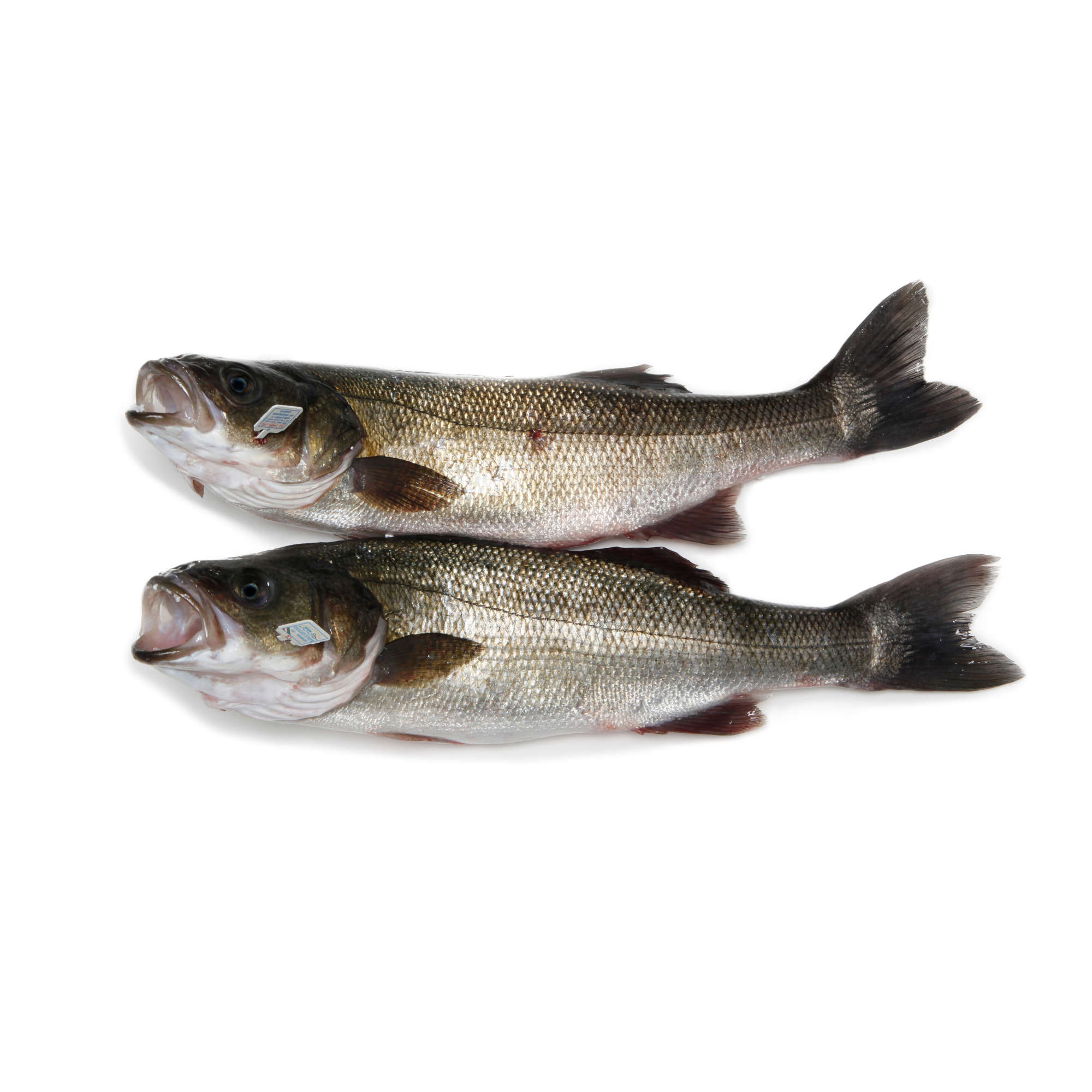 BRANZINO O SPIGOLA (ITALIA) – Vendita pesce online – Consegna gratuita ...